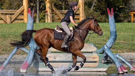 The English Hackamore How It Works And What Type Of Horse It Suits