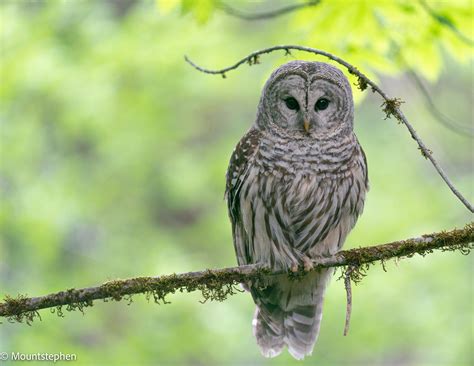Barred Owl On Vancouver Island R Birding