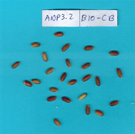 Dataset Rice Instance Segmentation Dataset By Dehusked Rice