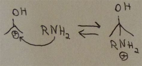 Organic Chemistry Imine Formation And Hydrolysis Hubpages