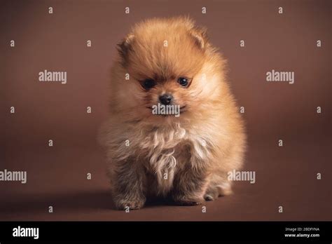 Brown Pomeranian Teacup Puppies