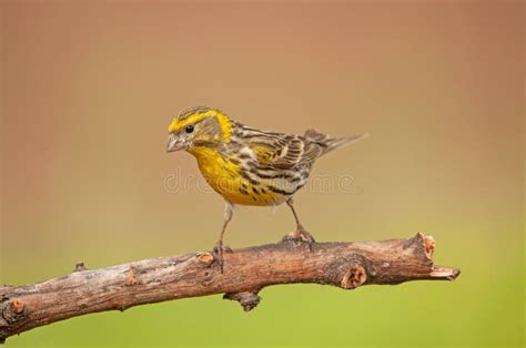 Male European Serin Serinus Serinus Standing On A Branch Stock Image Image Of Closeup