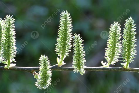 Young Soft Green In Springtime Seasonal Bush Detail Photo Background