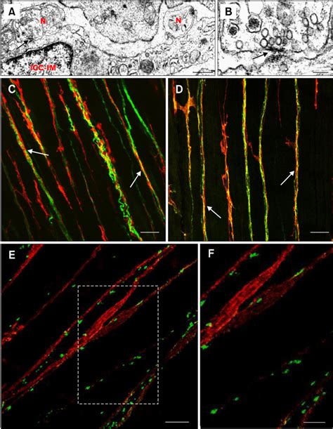 Close Associations And Synaptic Like Specializations Between Enteric Download Scientific