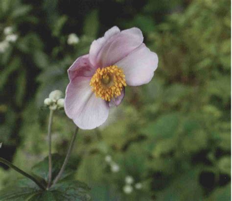 打破碗花花 畲药图谱