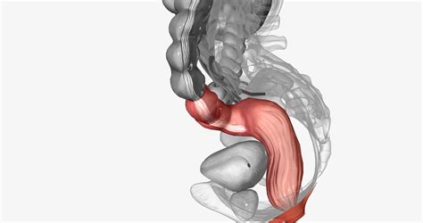 Sigmoid Colon Anatomy