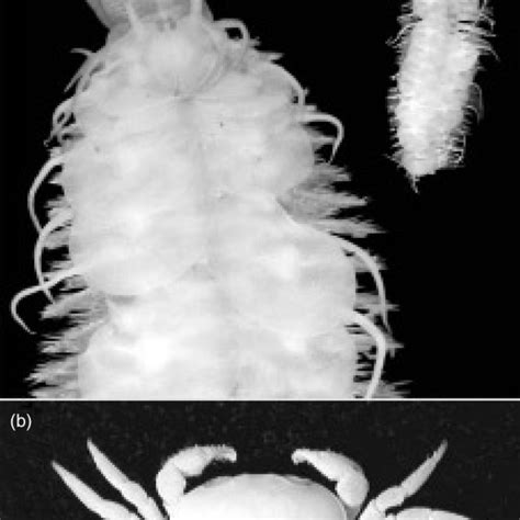 Echiuran Commensals A Hesperonoe Adventor Polynoidae Tl ~5 Cm