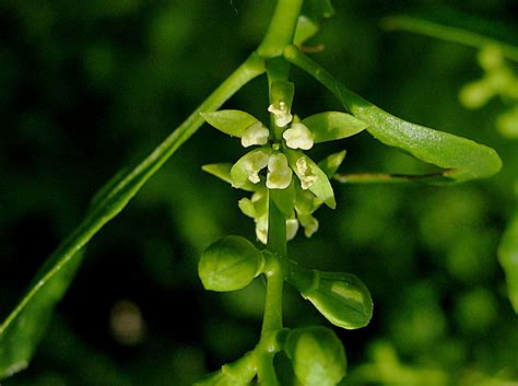 Loranthus Europaeus Loranthaceae