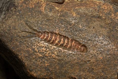 Monogenea Definition And Examples Biology Online Dictionary