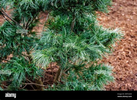Dwarf Evergreen Coniferous Shrub Unusual Needles Weymouth Pine Or Eastern White Pine Pinus