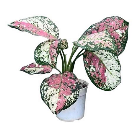 Aglaonema Anyamanee Tricolor 4” Rare Pink Splash Aglaonema Variegated Chinese Evergreen
