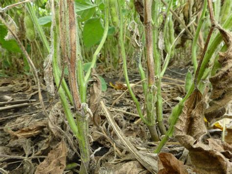 Stem Canker Soybean Disease Soybean Research And Information Network