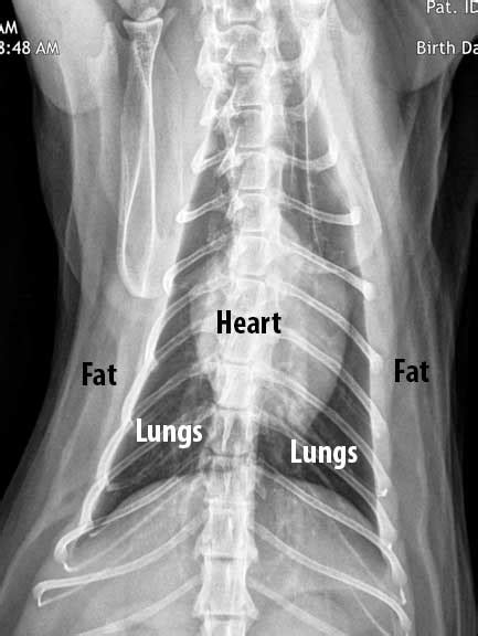 Learn To Read A Cats X Ray Accurately