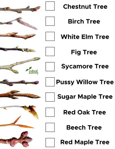 Tree Identification Chart