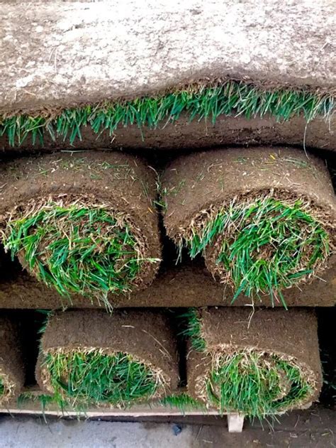 Bermuda Grass Sod