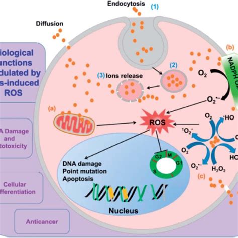 Schematic Representation Of Electrostatic Interactions Involved In The Download Scientific