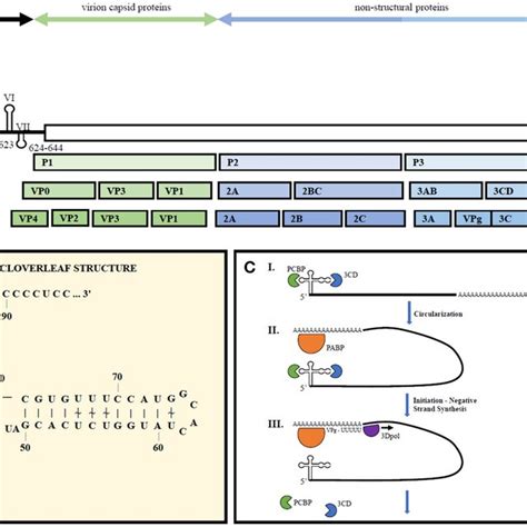 Representative Enterovirus Genome Structure With Emphasis On 5′utr