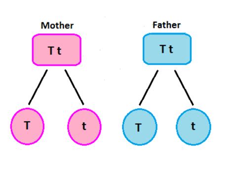 Simple Dominance Definition Concept And Examples Lesson