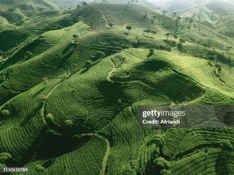 Java Tree Photos And Premium High Res Pictures Getty Images
