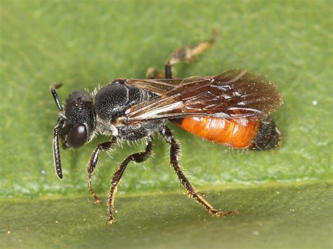 Sphecodes Reticulatus Bwars
