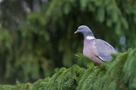 Začala Doba Lovu Holuba Hřivnáče Kdelovitcz