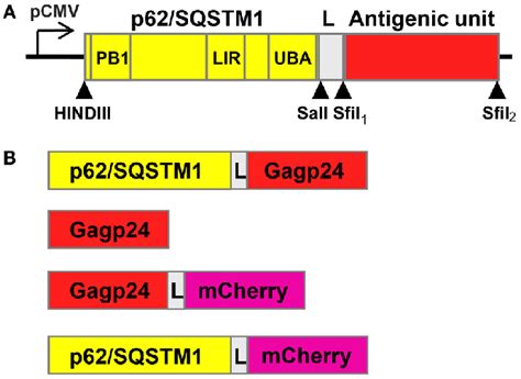 Schematic Drawings Of The Constructs Included In The Study A