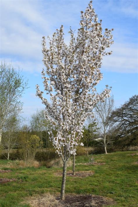 Prunus Sunset Boulevard Flowering Cherry Ornamental Trees Frank