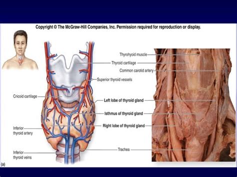 Types And Technique Of Thyroidectomy Lectureppt