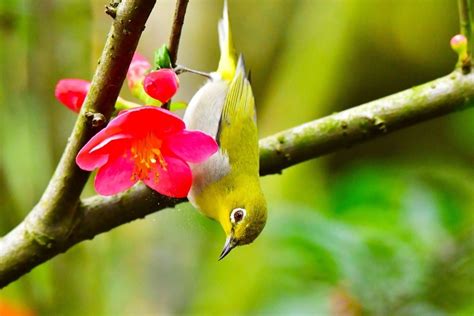 可爱的绣眼鸟 中关村在线摄影论坛