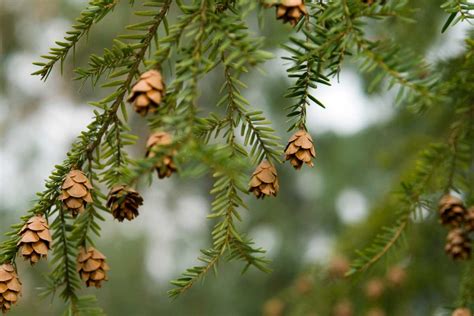Plants Of The Temperate Forest Facts Pictures And Adaptations