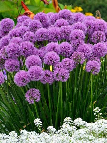Product Viewer - Allium Millenium