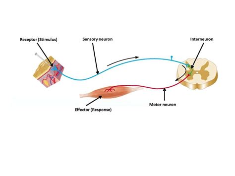 Reflex Arc Diagram Quizlet