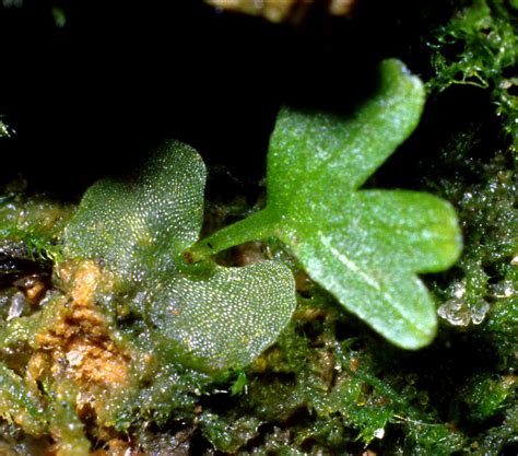 Developing Sporophyte — Science Learning Hub