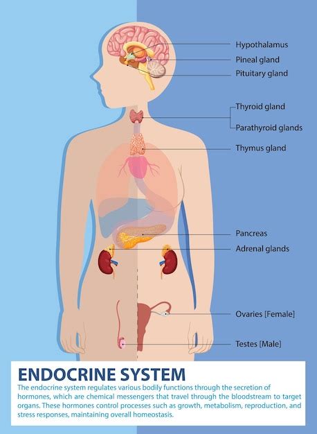 Free Vector Human Endocrine System Diagram