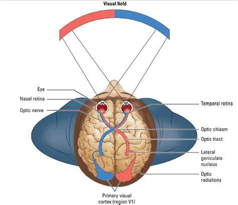 Psyc 375 Brain And Behaviour Chapter 9 Diagram Quizlet