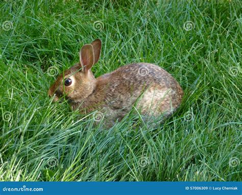 Hare Stock Image Image Of Hare Grass Nature Wildlife 57006309