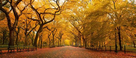 Ultra Wide Nature Yellow Wallpaper Wallpapersok