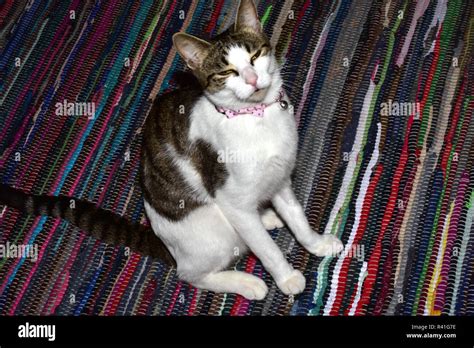 Domestic Tabby Cat Stock Photo Alamy