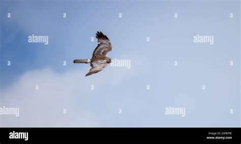 Male Northern Harrier Hunting Over A Hayfield In Northern Wisconsin