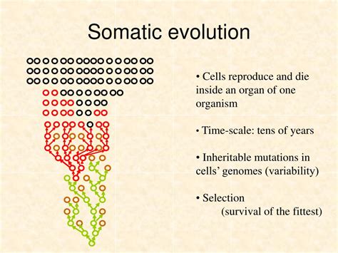 Ppt Somatic Evolution And Cancer Powerpoint Presentation Free