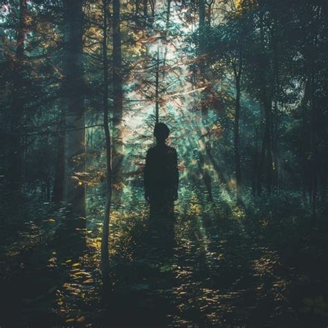 Free Mystic Forest Solitude Image Forest Mist Solitude Download