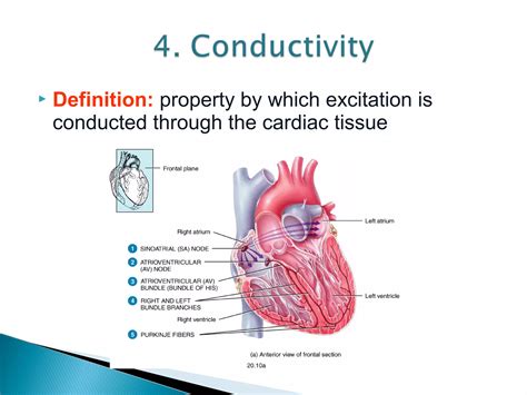 Cardiac Contractility Ppt