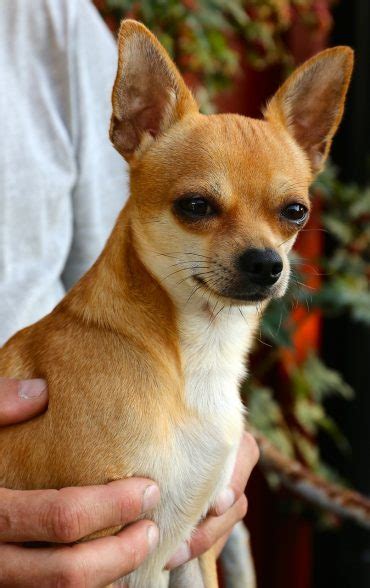 Pear Head Chihuahua Is Your Chihuahua An Apple Head Or A Deer Head
