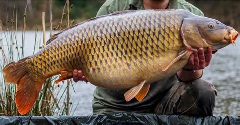 Worlds Biggest Carp