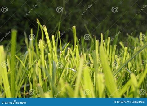 New Grass Growing In Spring Stock Image Image Of Abstract Beautiful