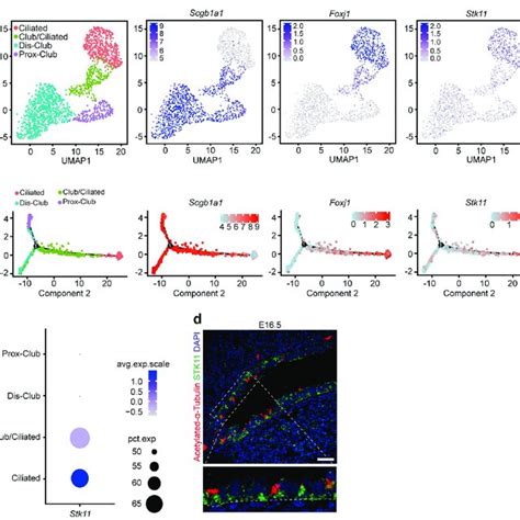 Stk11 Ensures The Ciliated Cell Fate Commitment A Immunofluorescence
