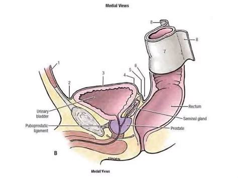 Anatomy Of The Urethra Pptx