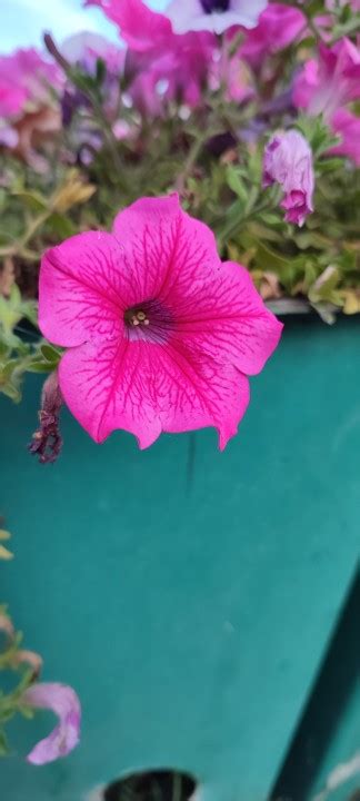 European Patent Precedence Of Opposition Proceedings