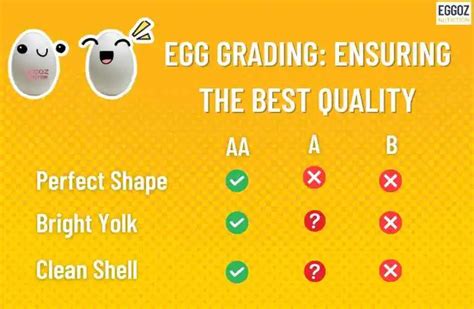 Egg Grading Ensuring The Best Quality Eggoz