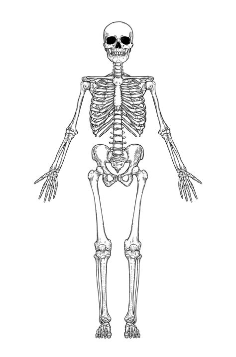 Anatomía Del Esqueleto Humano Vector Premium